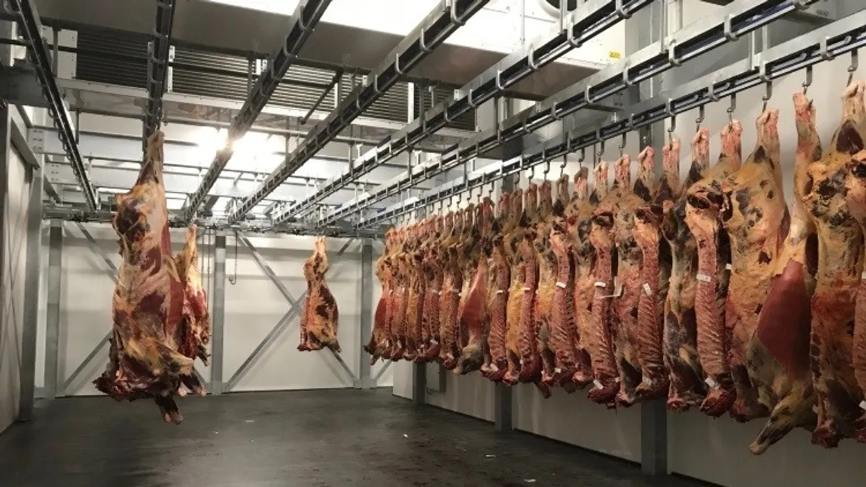 Slachthuis martelt varkens voor zo’n €1500 - BNNVARA
